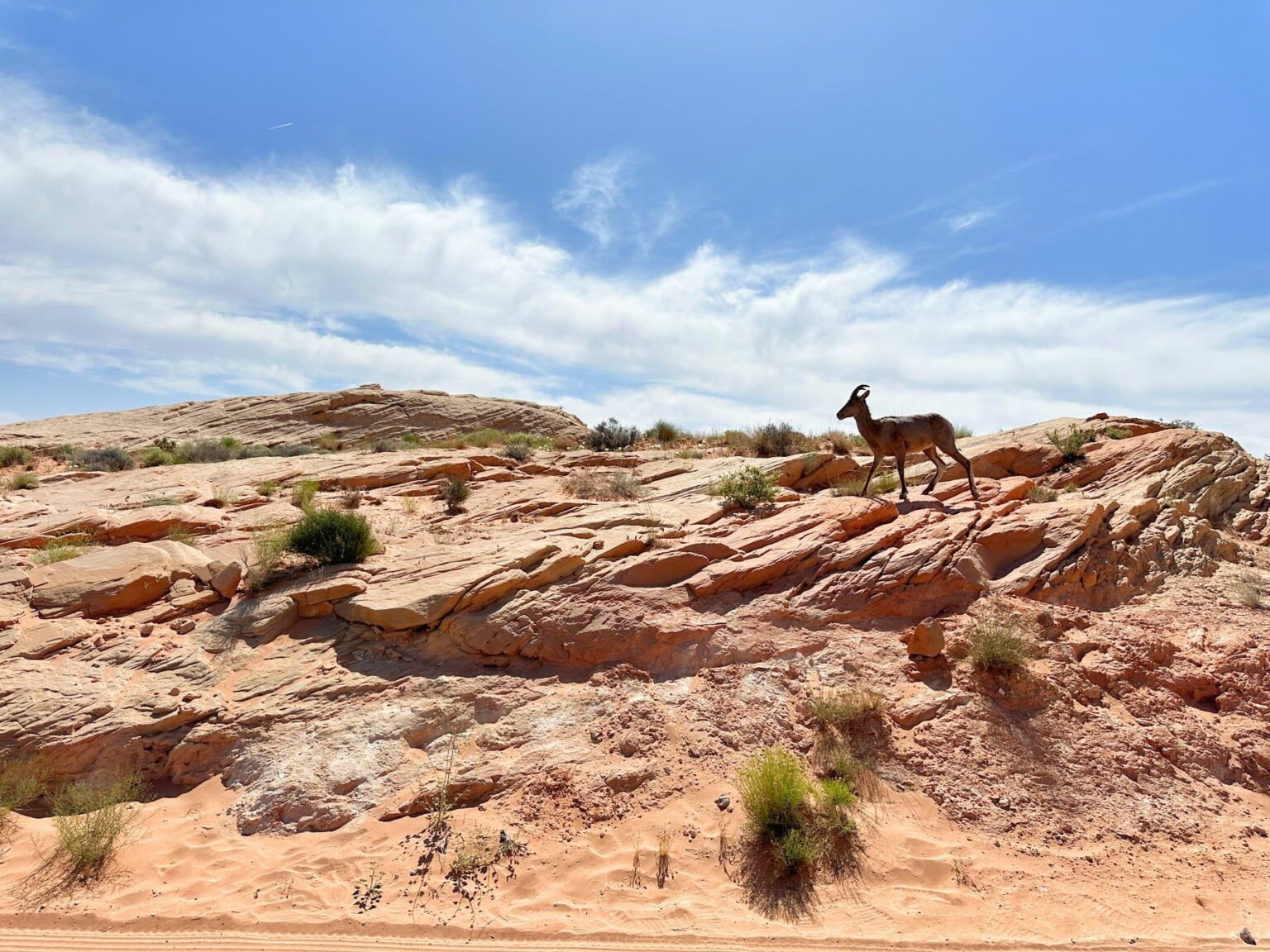 Voyage au Nevada, paradis du road trip • La petite bette